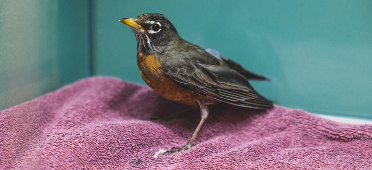 Avian Health Matters: Understanding Cloacal Prolapse in Birds | DoveLewis